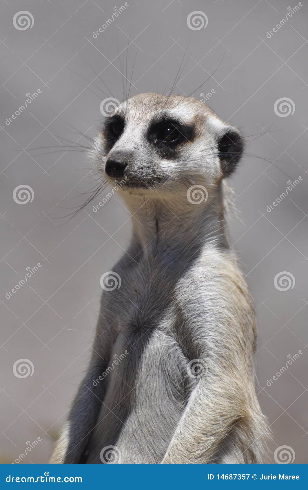 Meerkat stock image. Image of cute, meerkat, portrait - 14687357