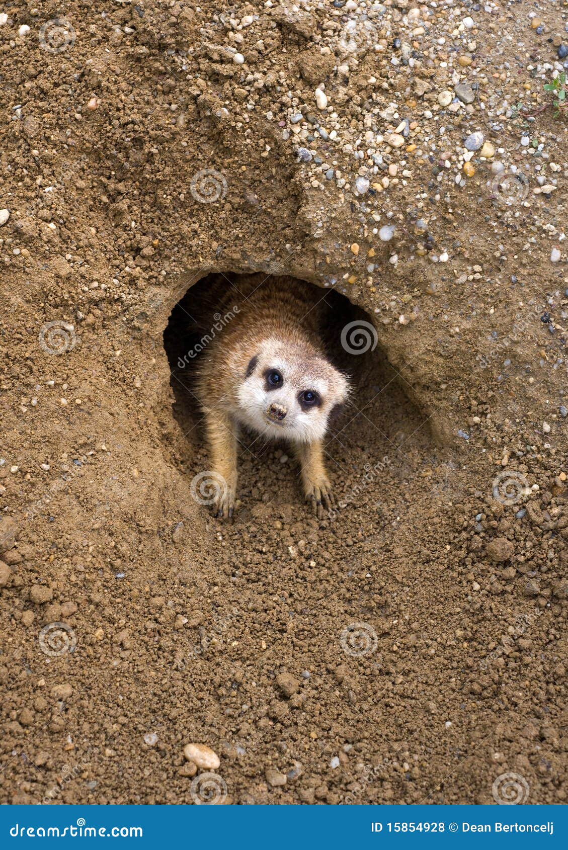 Meerkat stock photo. Image of watching, looking, cute - 15854928