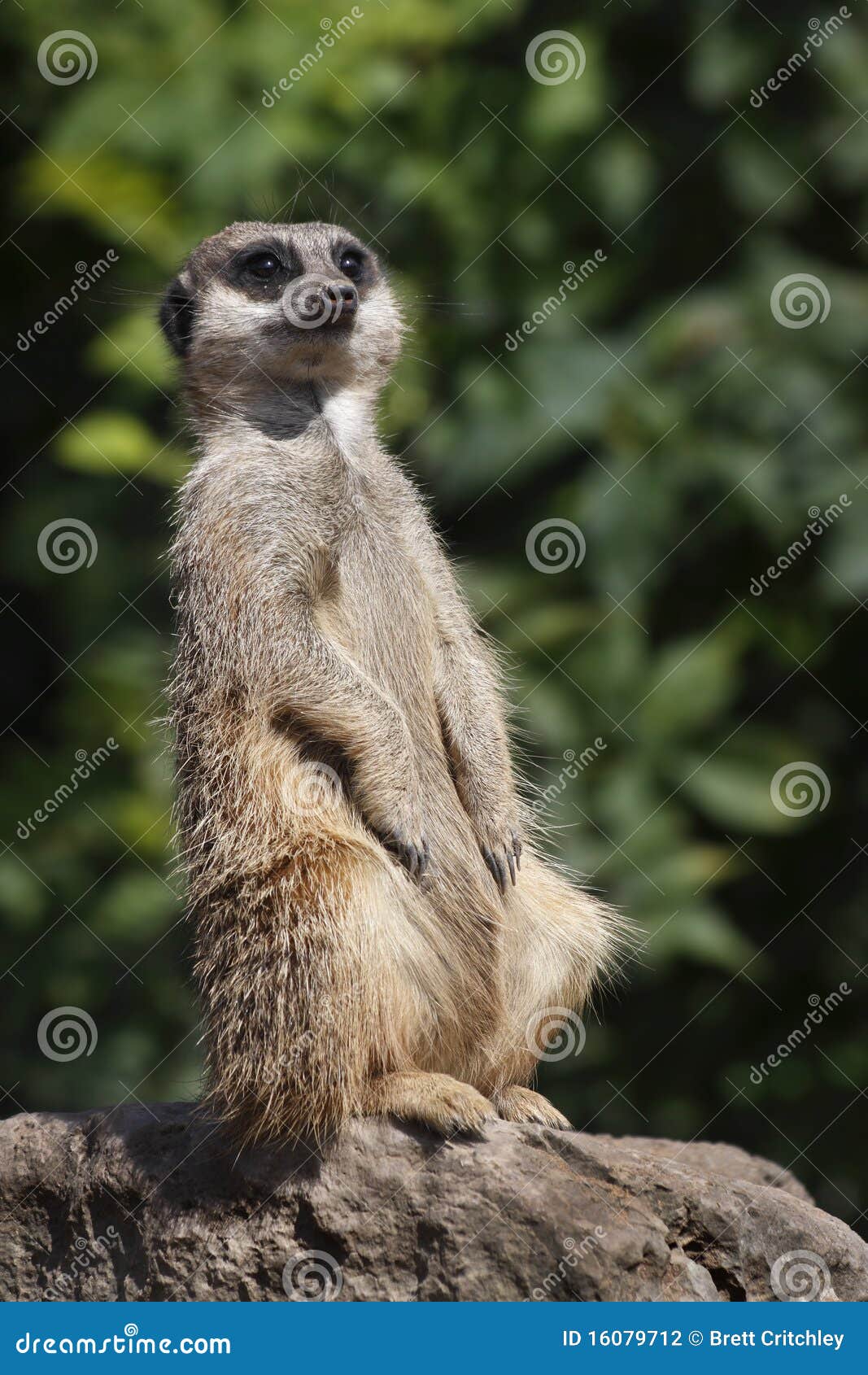 Meerkat stock photo. Image of looking, keeping, lights - 16079712