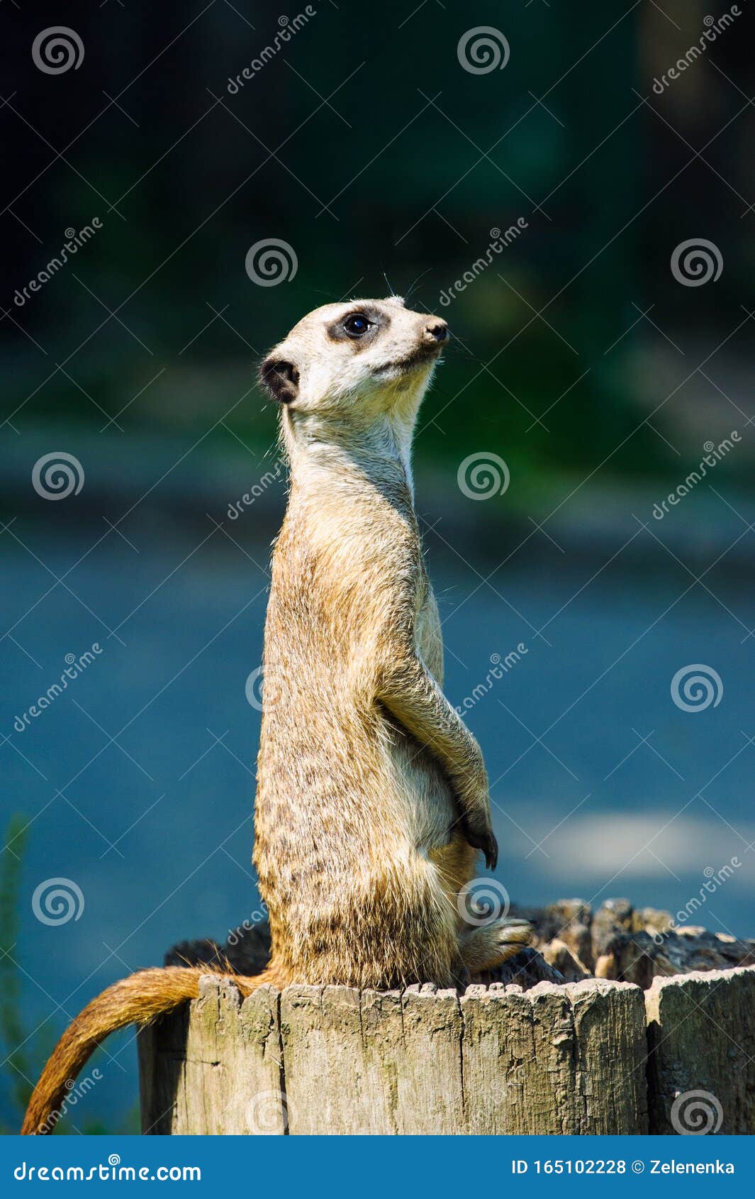 Meerkat stock photo. Image of look, small, eyes, suricate - 165102228