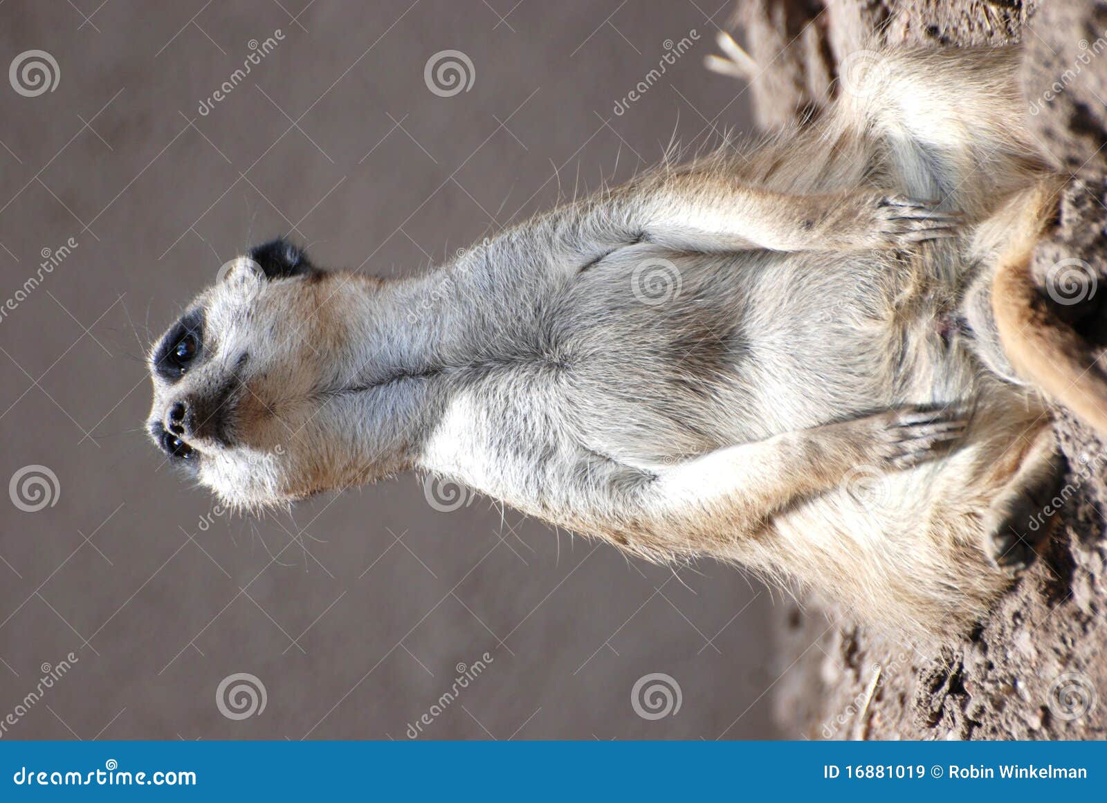 Meerkat stock image. Image of meerkat, sitting, budda - 16881019