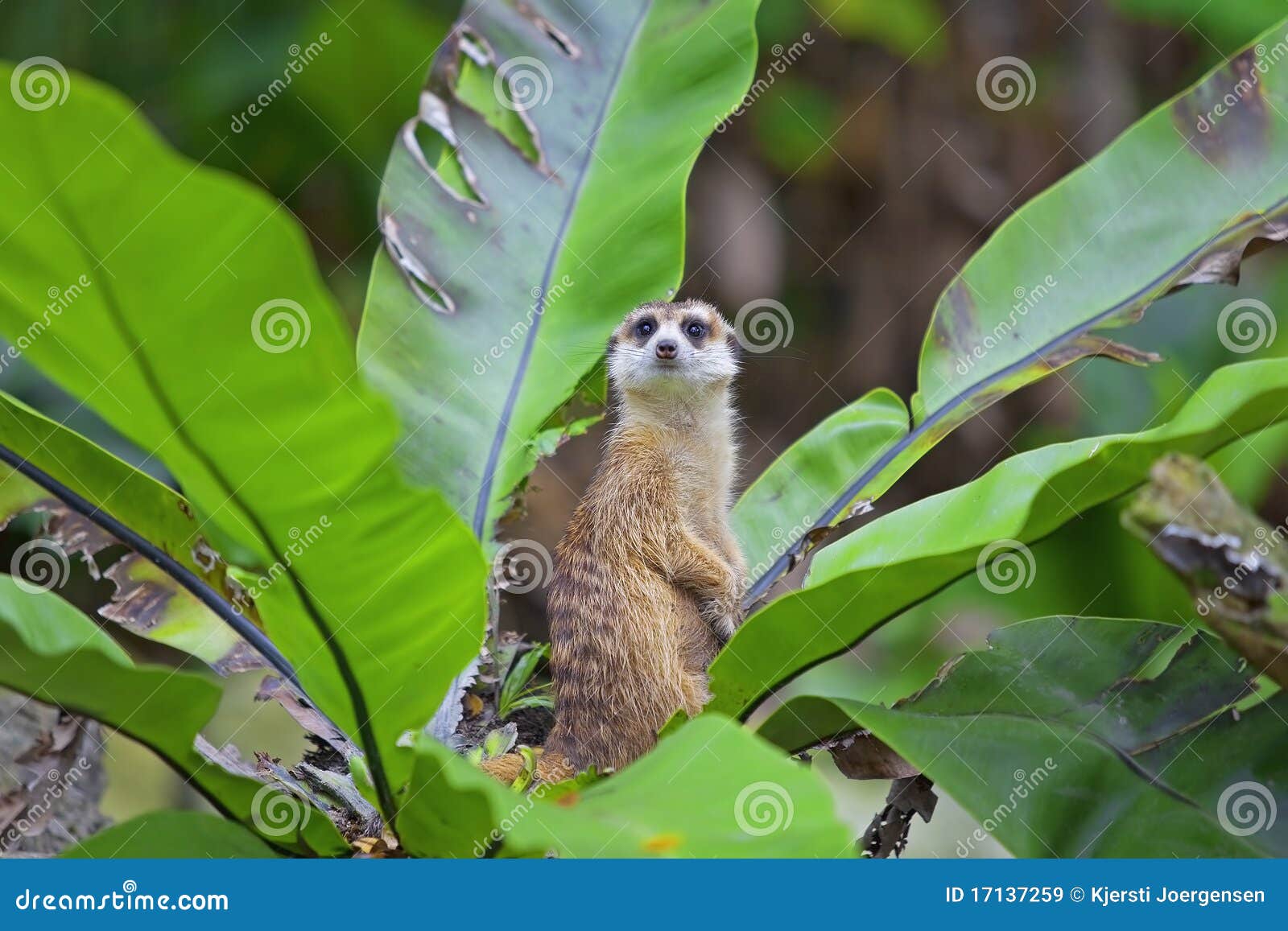 Meerkat stock image. Image of alert, african, plants - 17137259