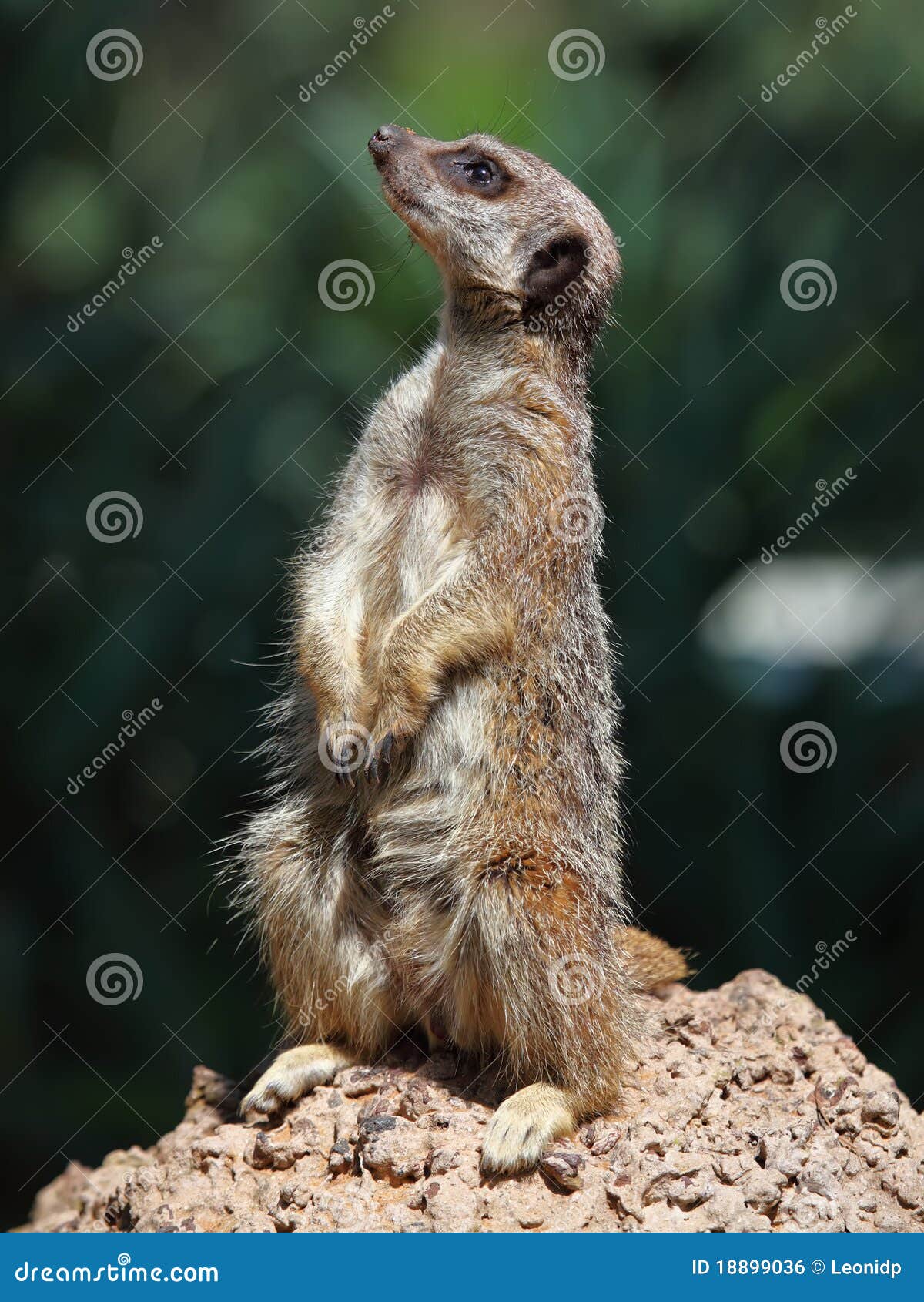 Meerkat stock photo. Image of green, africa, small, nature - 18899036
