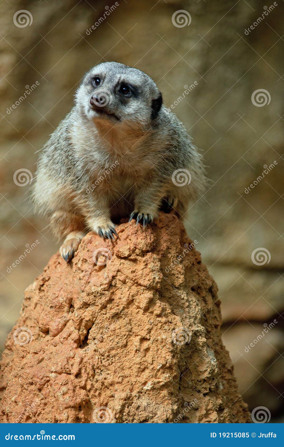 Meerkat stock image. Image of meerkats, meerkat, mongoose - 19215085