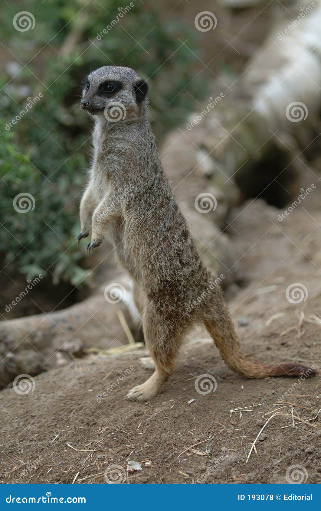 Meerkat stock photo. Image of africa, quick, intelligent - 193078