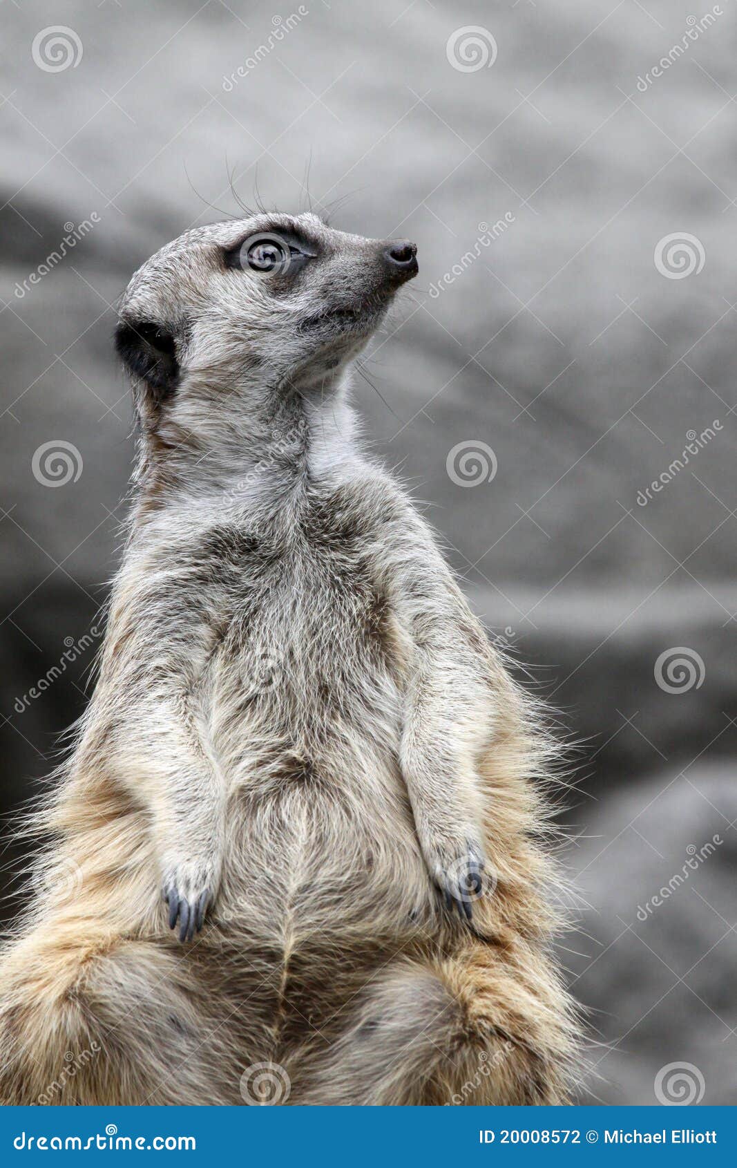 Meerkat stock photo. Image of mephoto, smiling, nature - 20008572