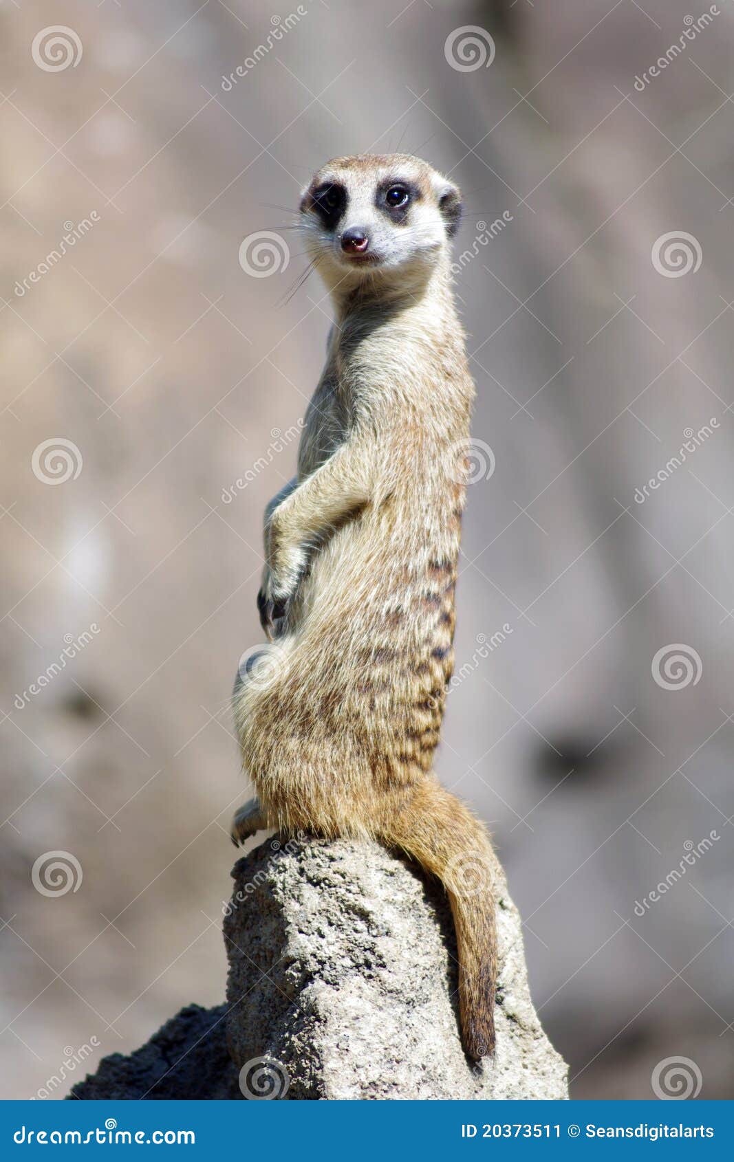 Meerkat stock image. Image of rodent, animal, meerkat - 20373511