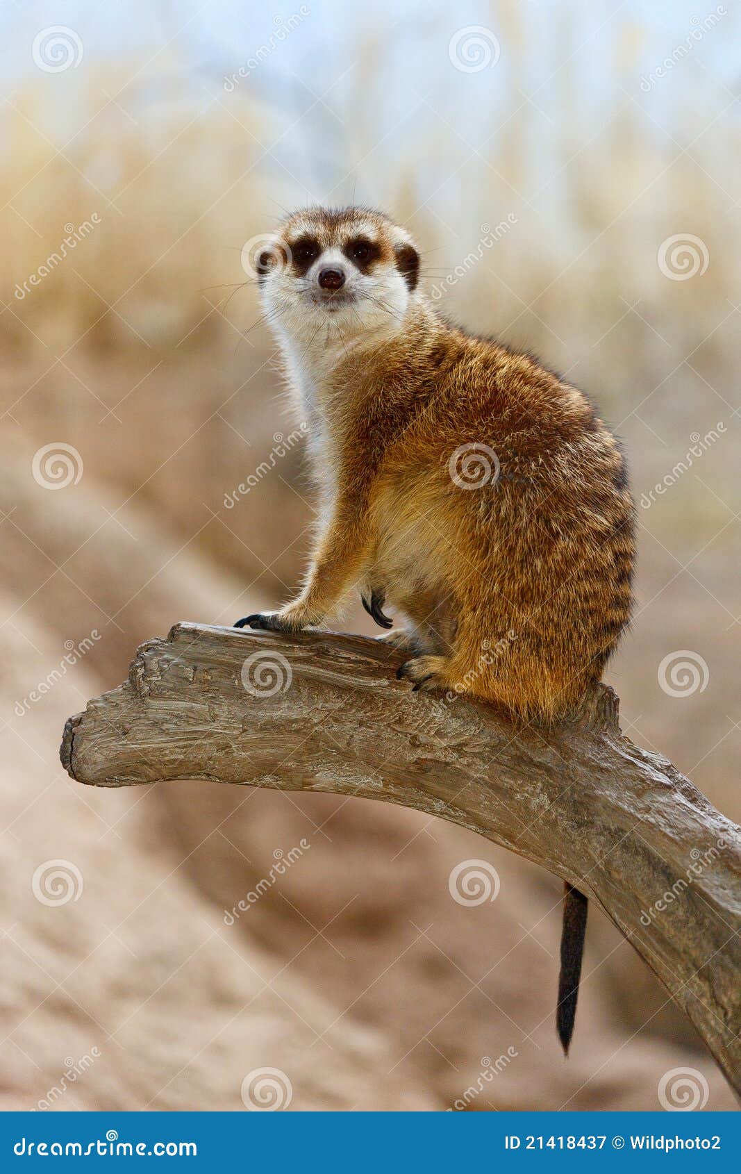 Meerkat stock image. Image of park, cute, gaze, wildlife - 21418437