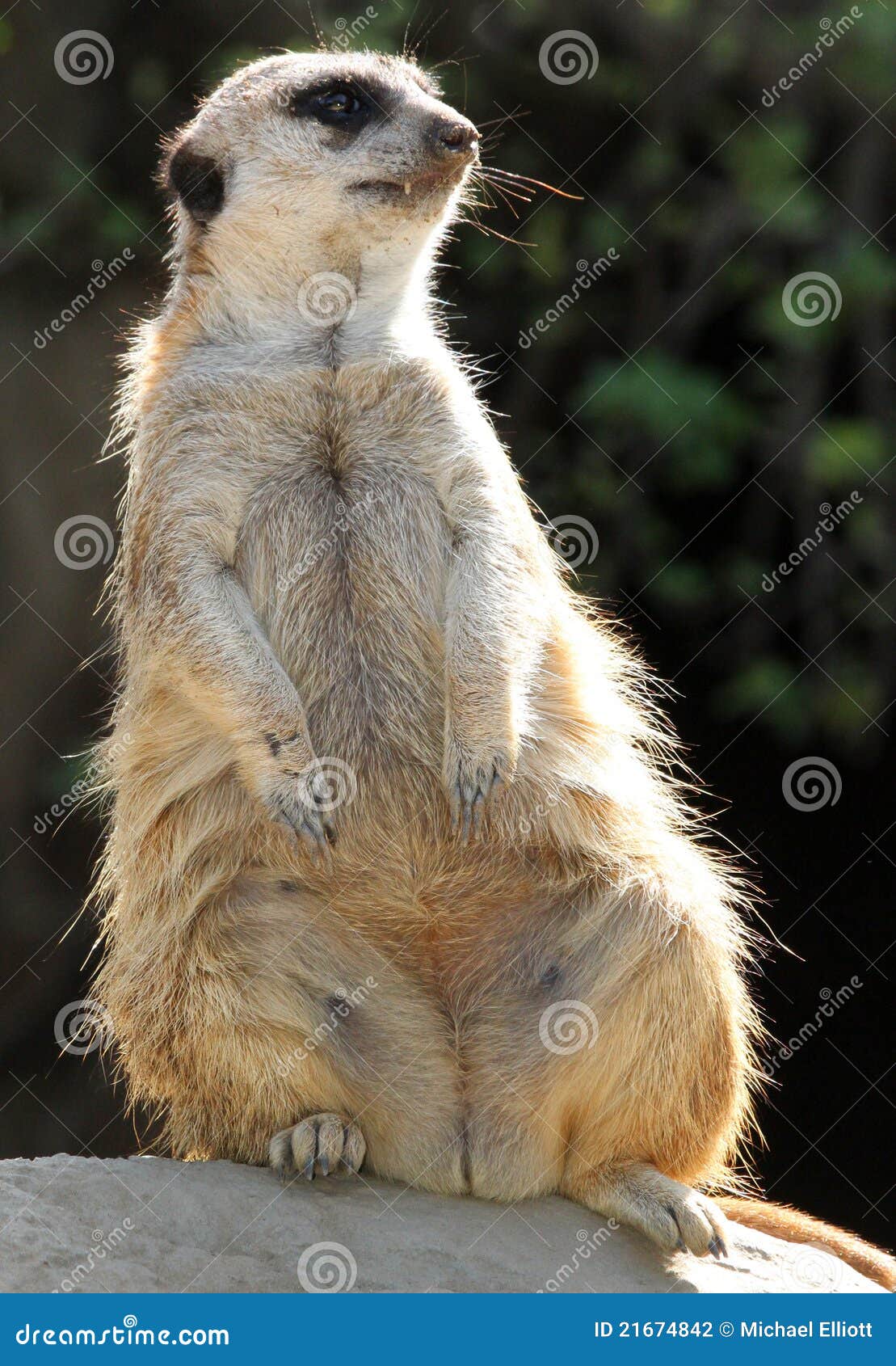 Meerkat stock photo. Image of sentinel, groud, hair, erect - 21674842