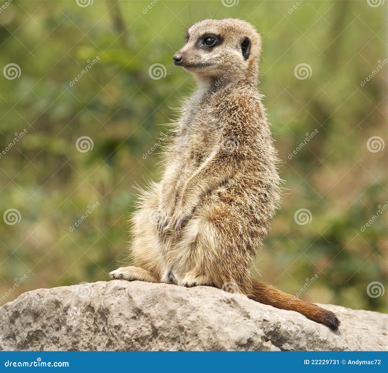 Meerkat stock image. Image of cute, nature, alert, portrait - 22229731