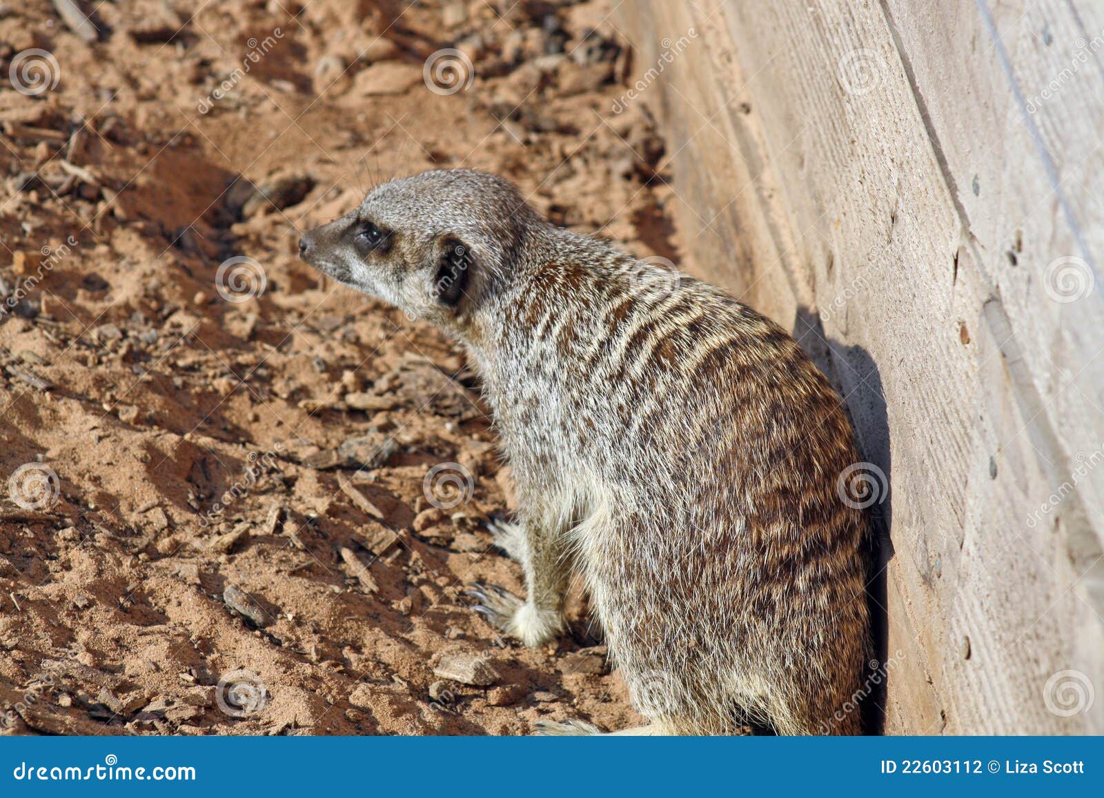 Meerkat stock photo. Image of lookout, meercat, desert - 22603112