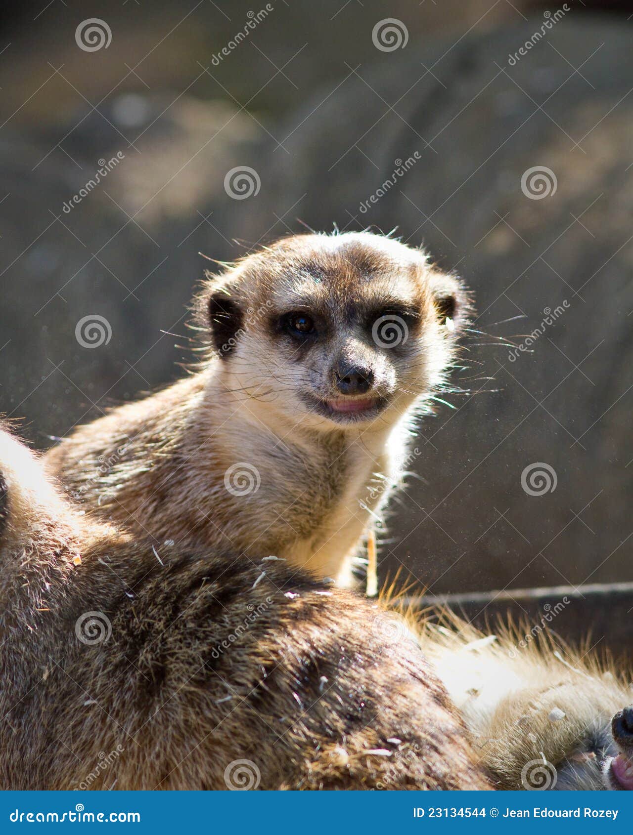 Meerkat stock photo. Image of nature, animal, meerkat - 23134544