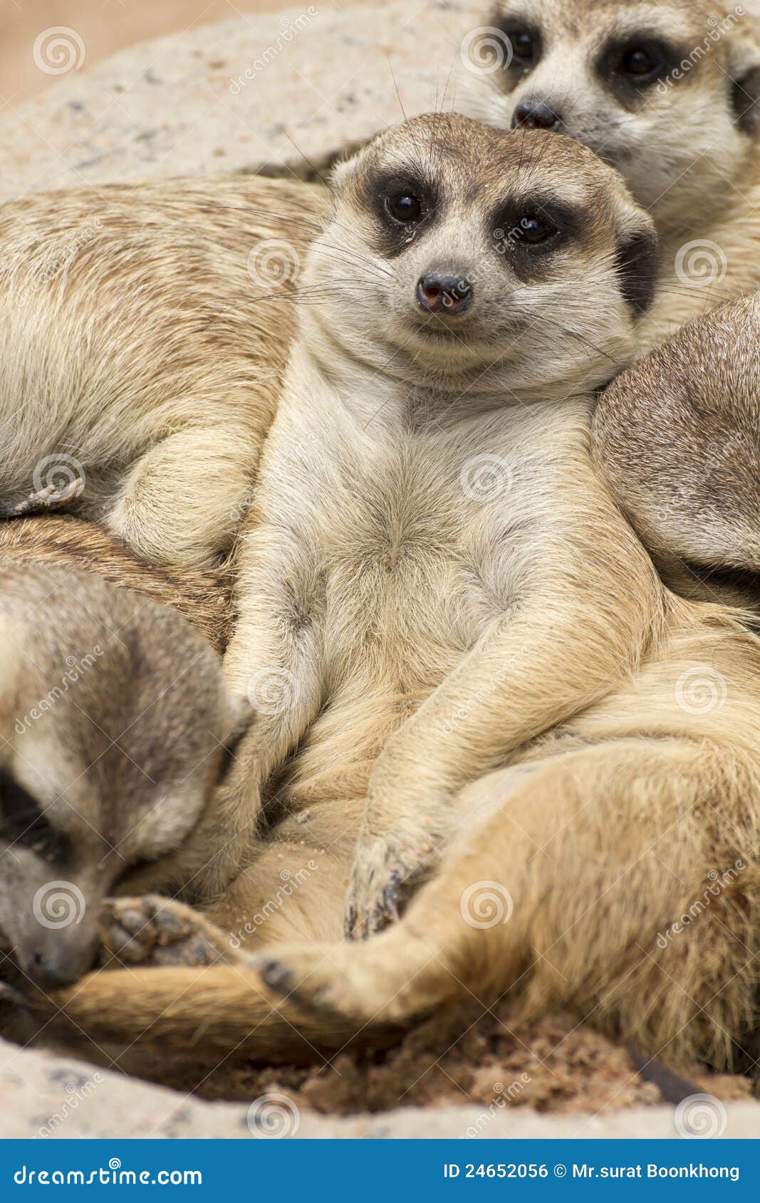 Meerkat stock photo. Image of small, scared, hole, africa - 24652056