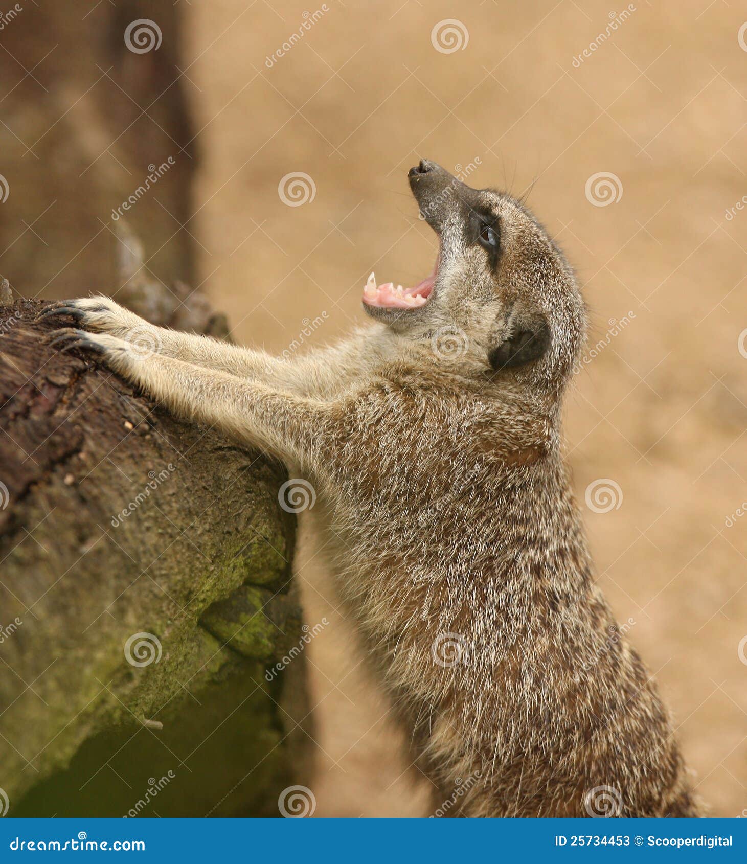 Meerkat stock image. Image of africa, funny, eyes, teeth - 25734453