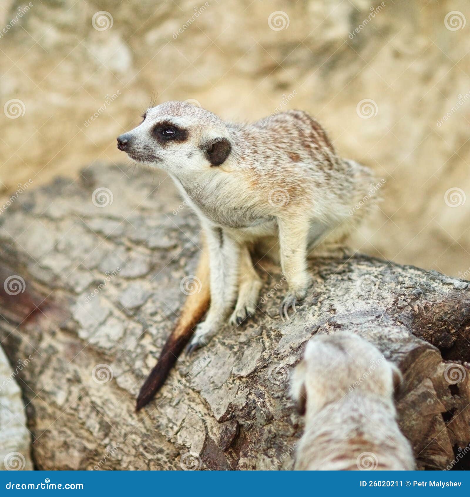 Meerkat stock image. Image of character, concentrate - 26020211