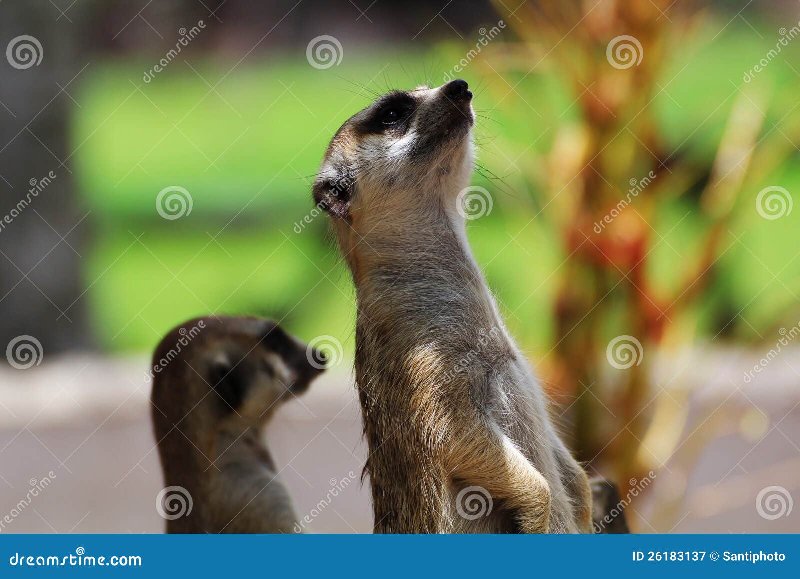 Meerkat stock image. Image of mongoose, standing, southafrica - 26183137