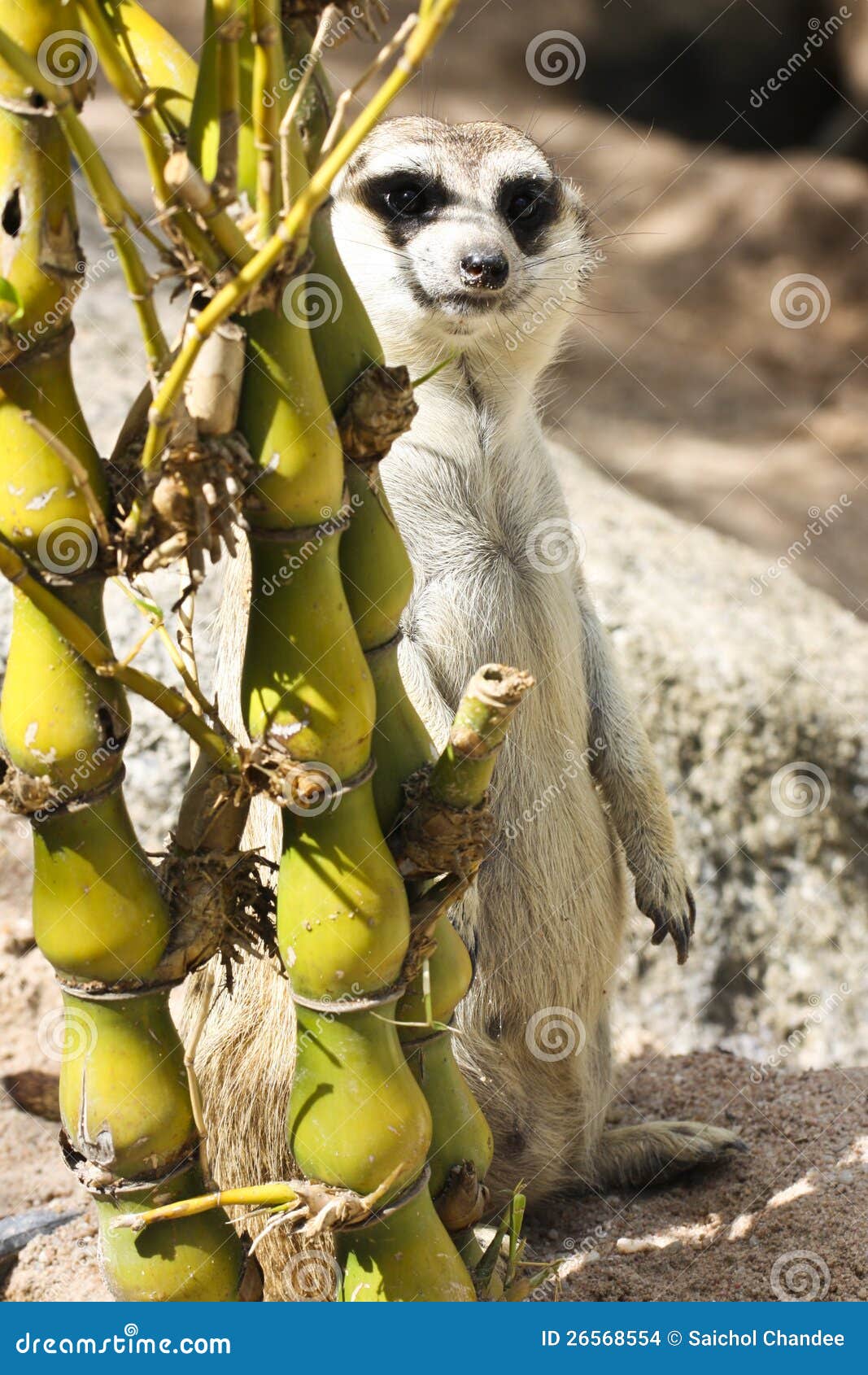 Meerkat stock photo. Image of wildlife, outdoors, carnivore - 26568554