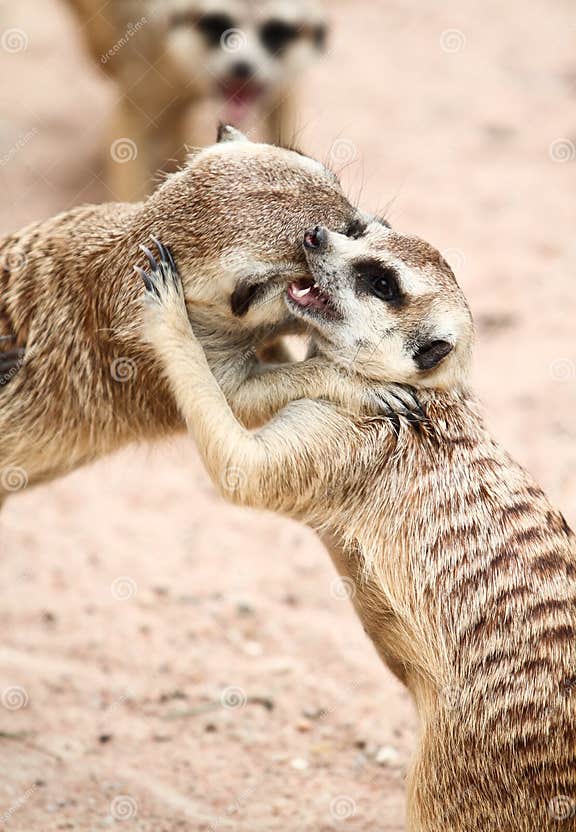 Meerkat stock photo. Image of desert, conservation, claws - 27193882