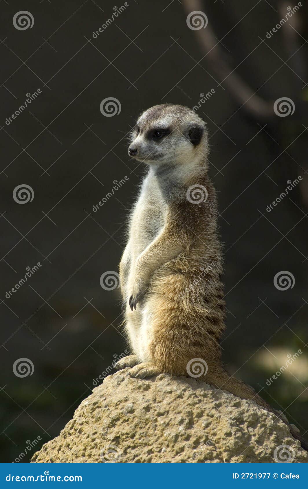 Meerkat stock image. Image of prey, meerkats, safe, alert - 2721977