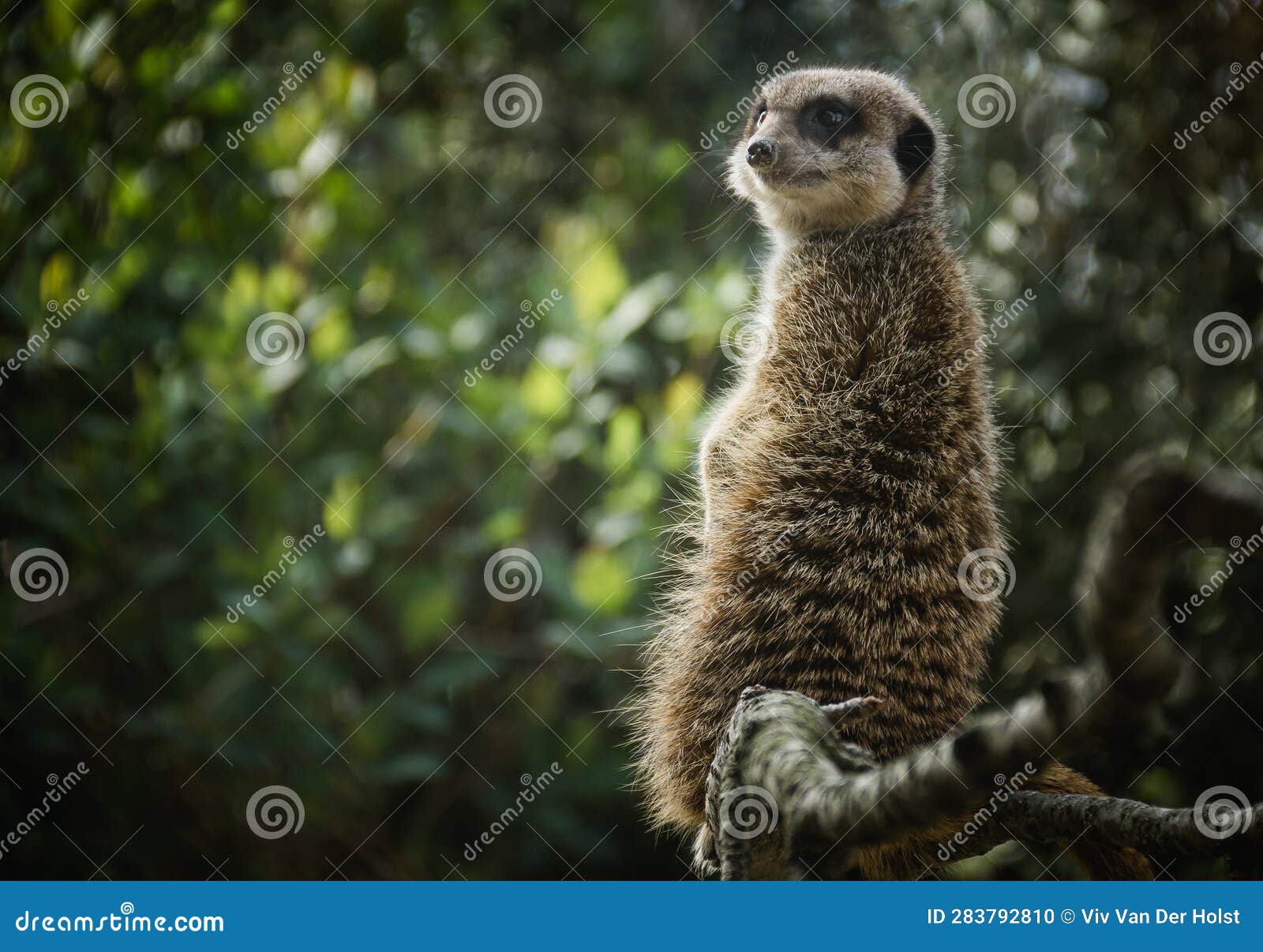 Meerkat looking around stock photo. Image of alert, community - 283792810
