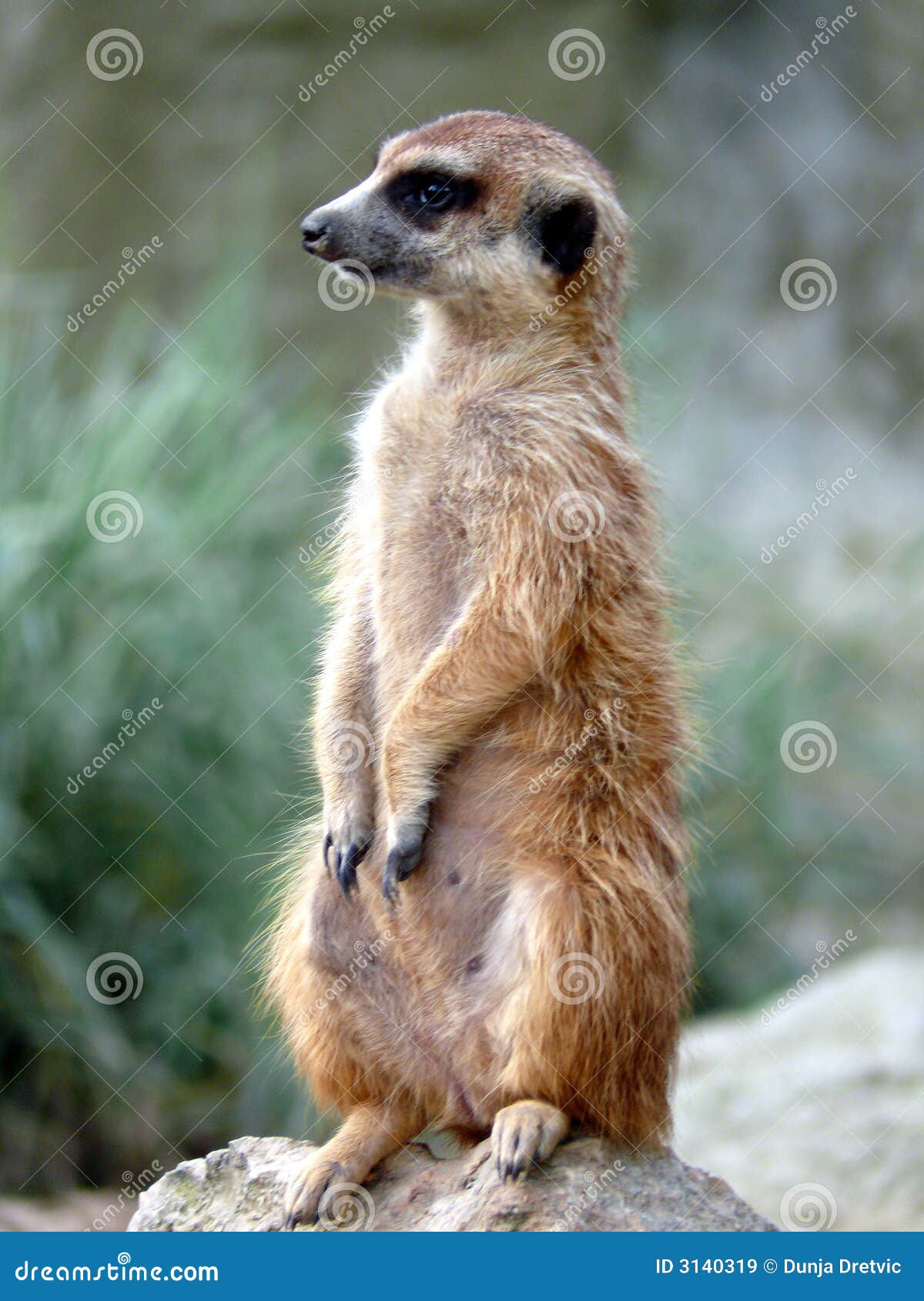 Meerkat stock image. Image of safety, nose, paranoid, meerkats - 3140319