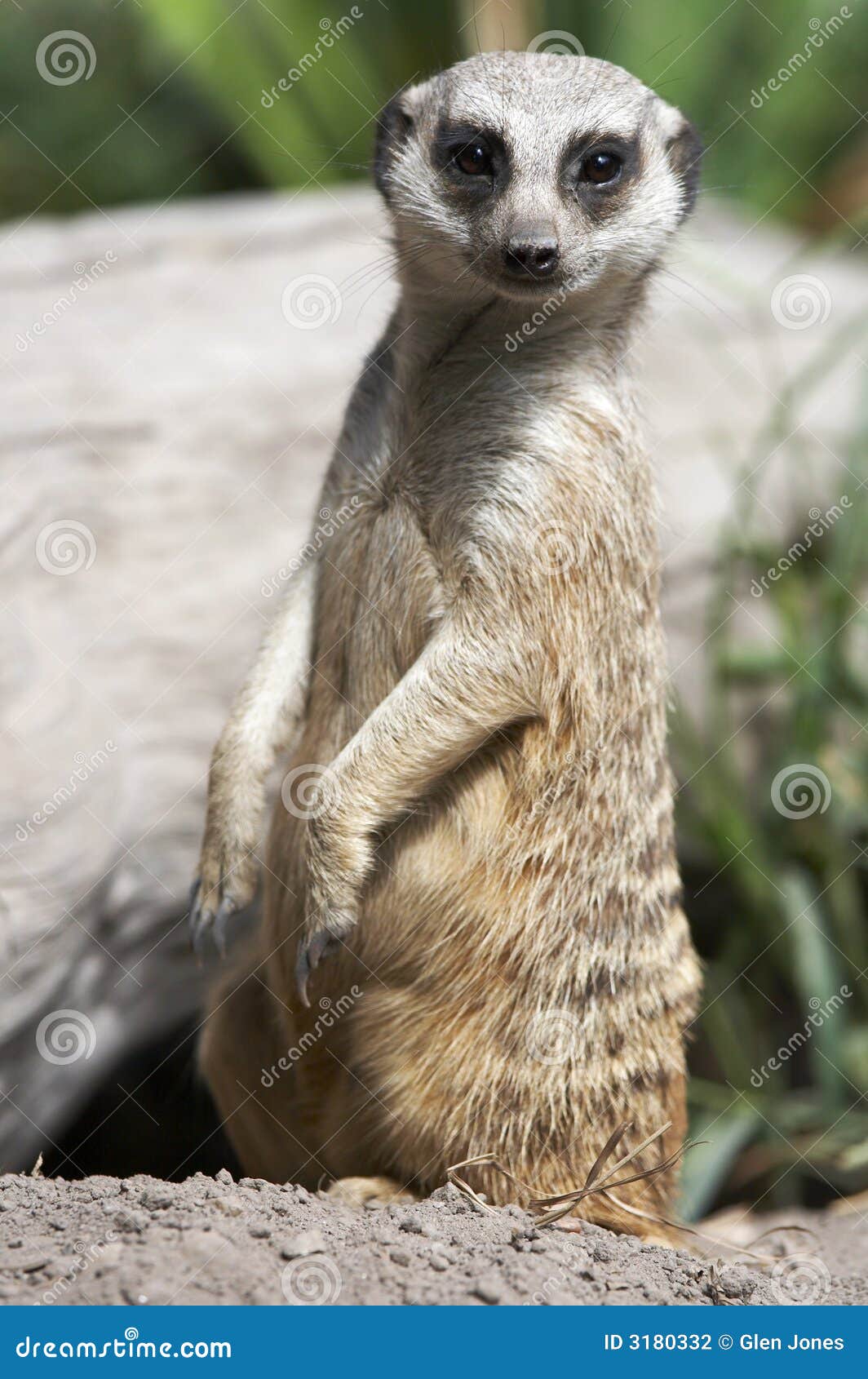 Meerkat stock photo. Image of watchful, african, adorable - 3180332