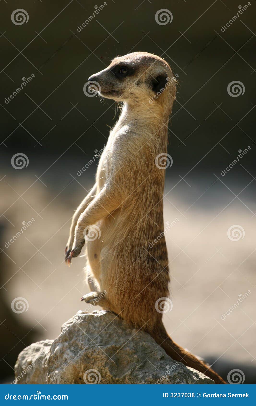 Meerkat stock photo. Image of nature, mercat, croatia - 3237038