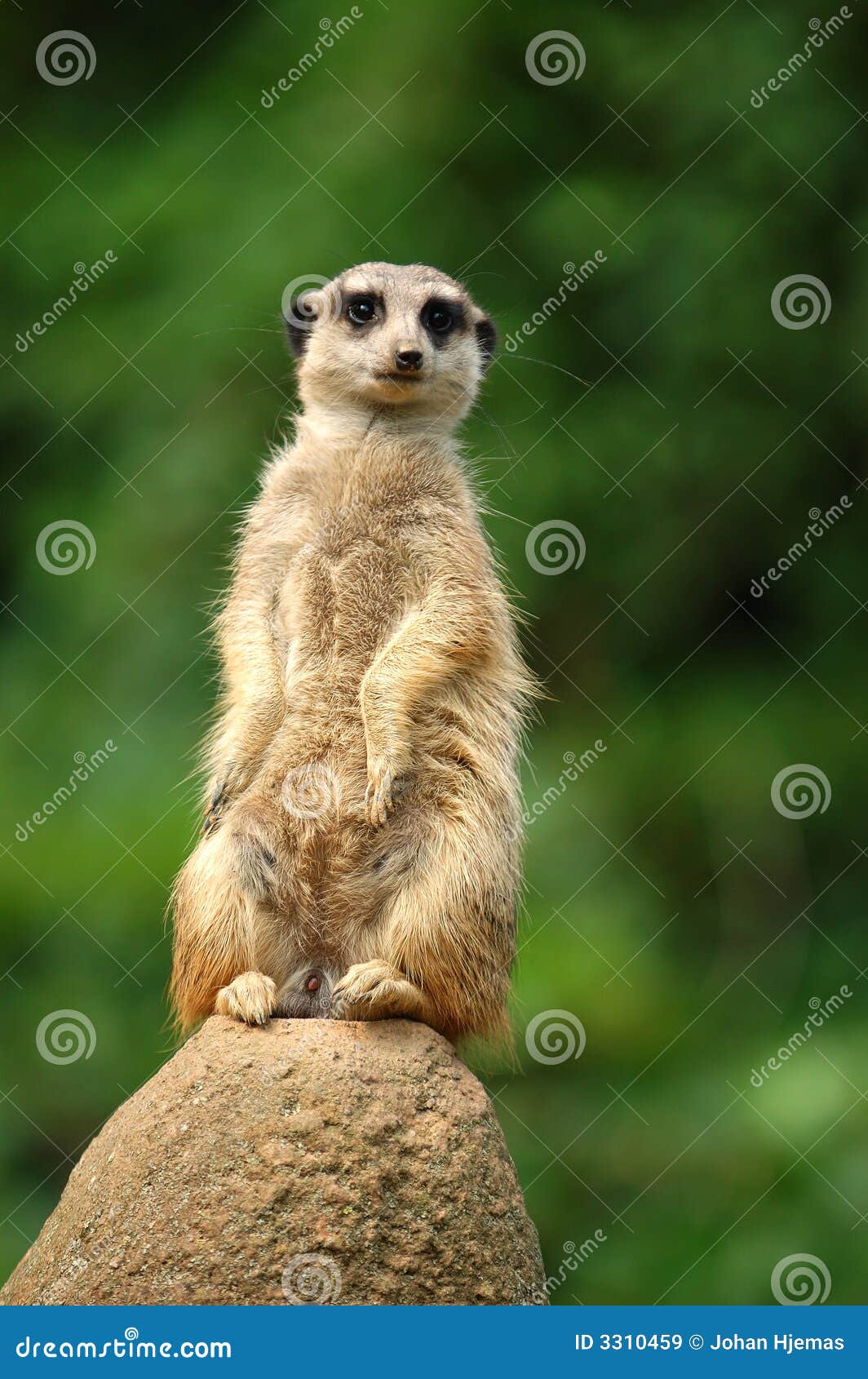 Meerkat stock image. Image of meerkat, watchfullness, mindfull - 3310459