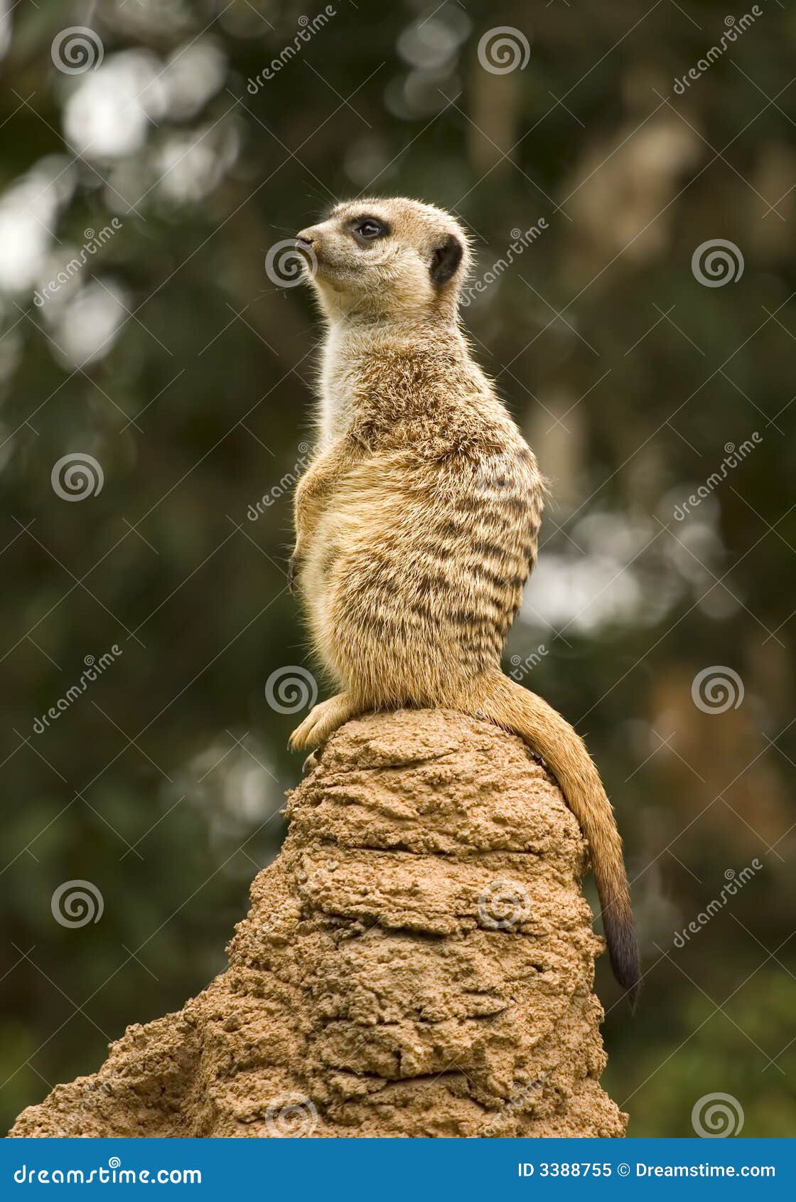 Meerkat stock image. Image of african, mother, small, suricata - 3388755