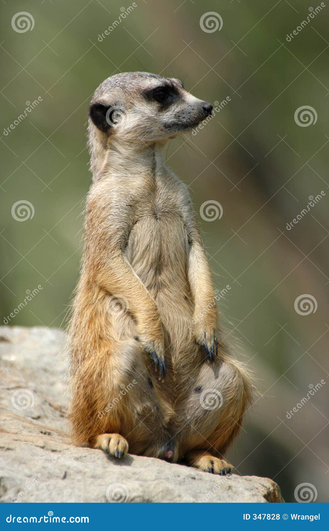 Meerkat stock photo. Image of mammal, look, brown, mammals - 347828