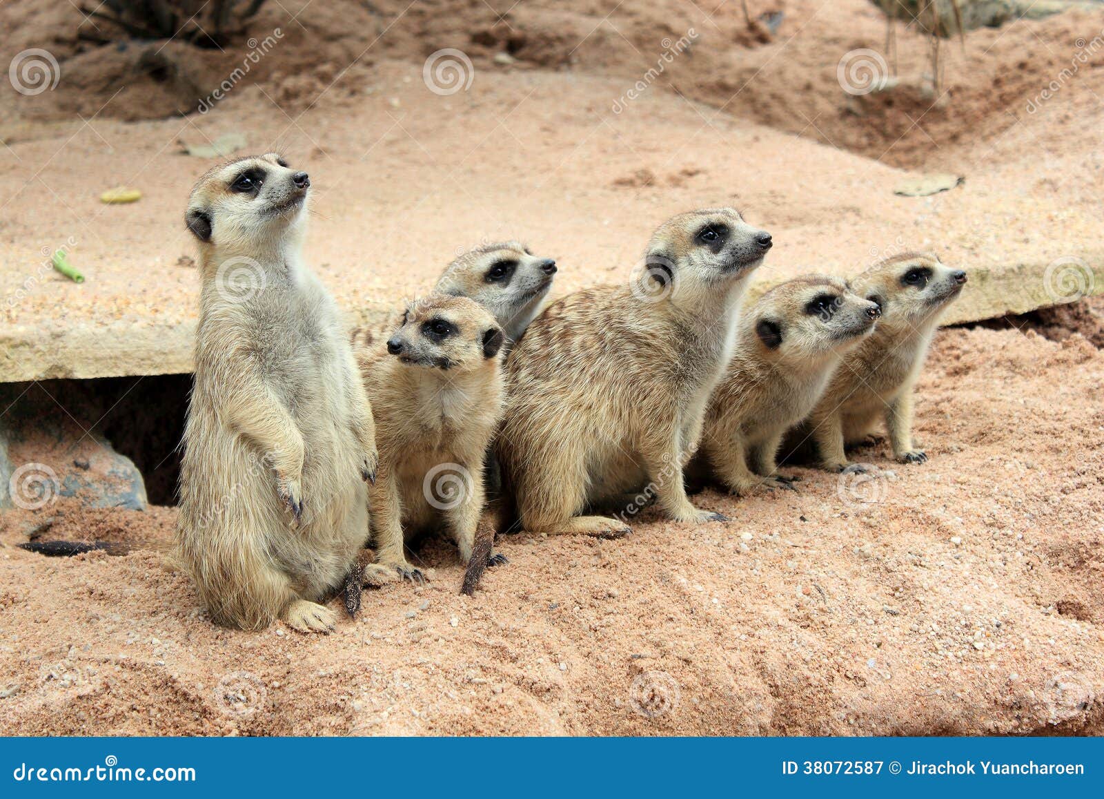 Meerkat stock image. Image of security, mammals, meerkat - 38072587