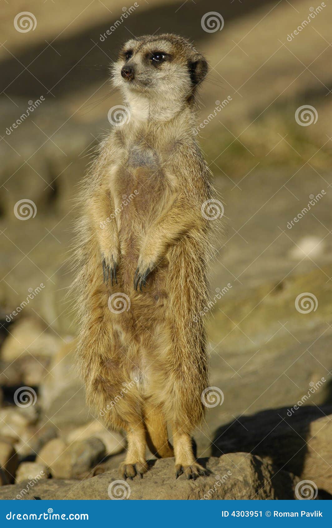Meerkat stock image. Image of wildlife, meerkat, tall - 4303951