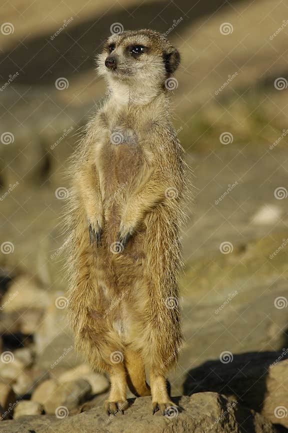 Meerkat stock image. Image of wildlife, meerkat, tall - 4303951