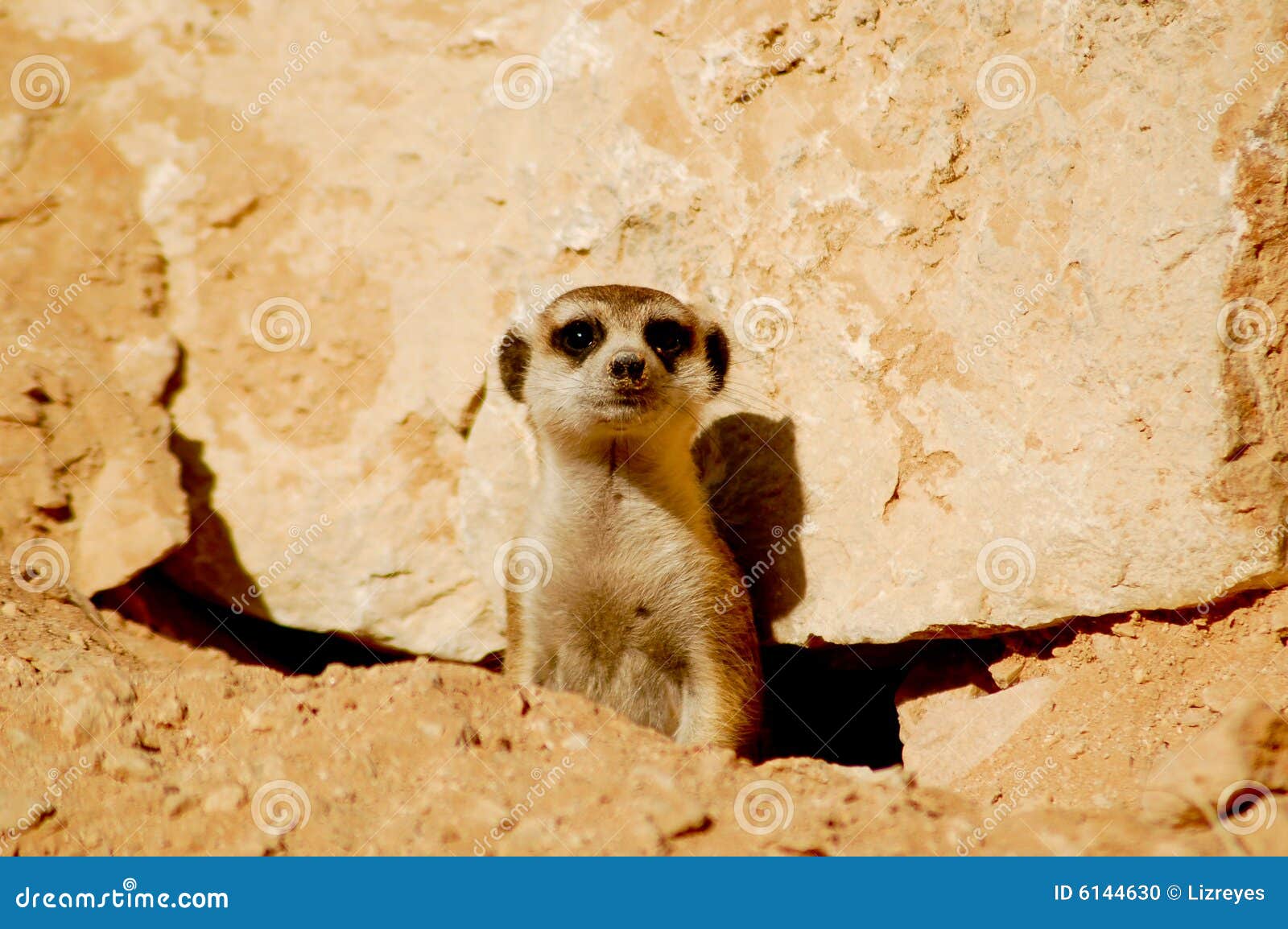 Meerkat stock photo. Image of wildlife, gang, clan, meerkats - 6144630