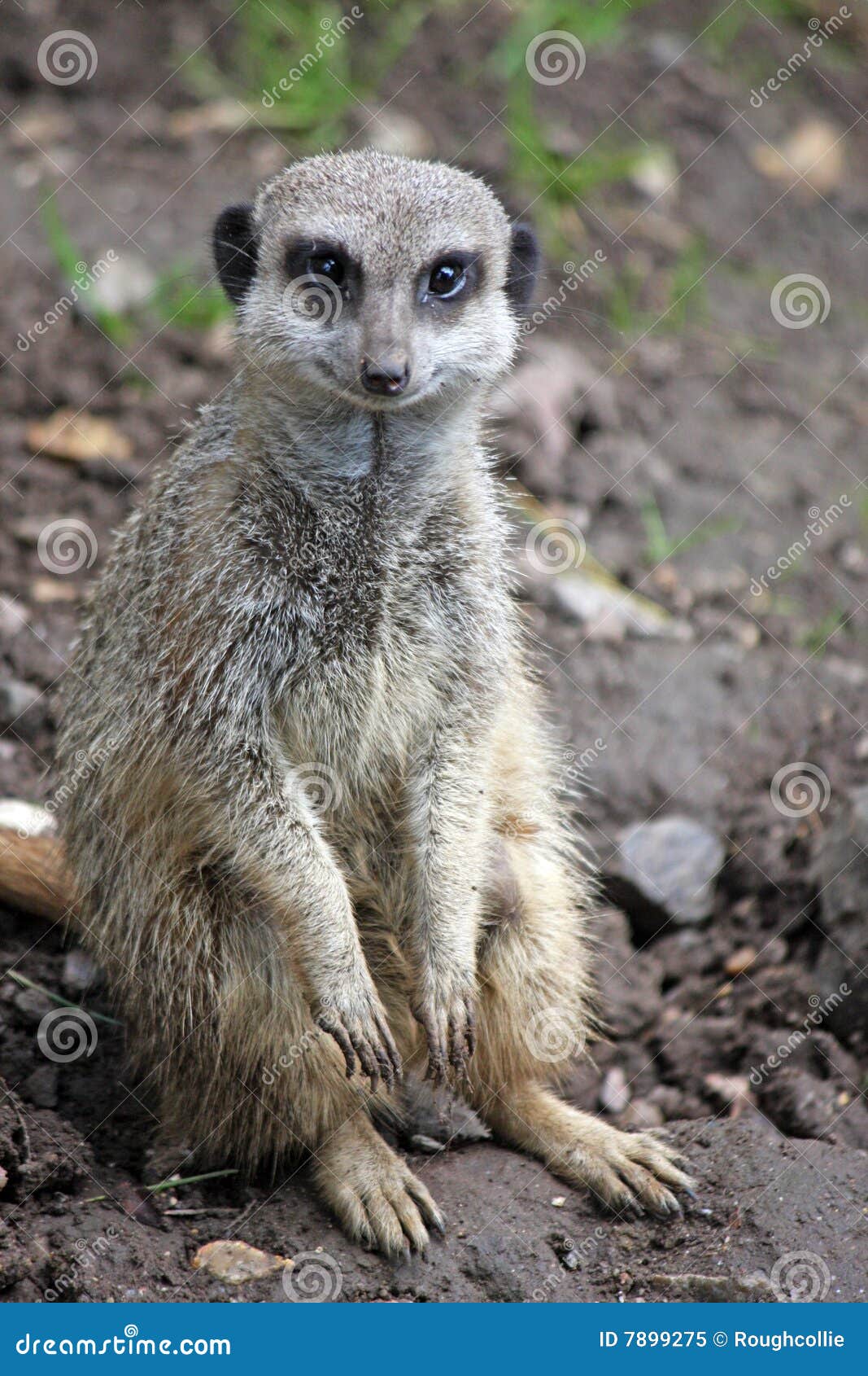 Meerkat stock image. Image of cute, mammals, looking, watching - 7899275