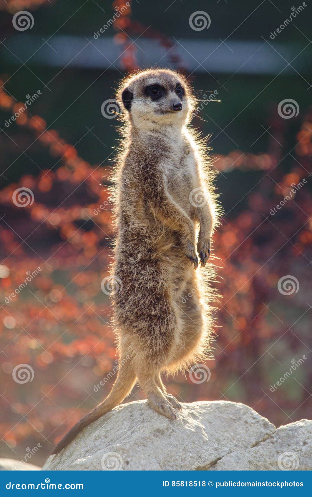 Meerkat Picture. Image: 85818518
