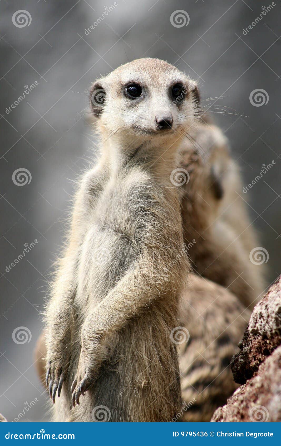 Meerkat stock photo. Image of carnivore, glance, paradisio - 9795436