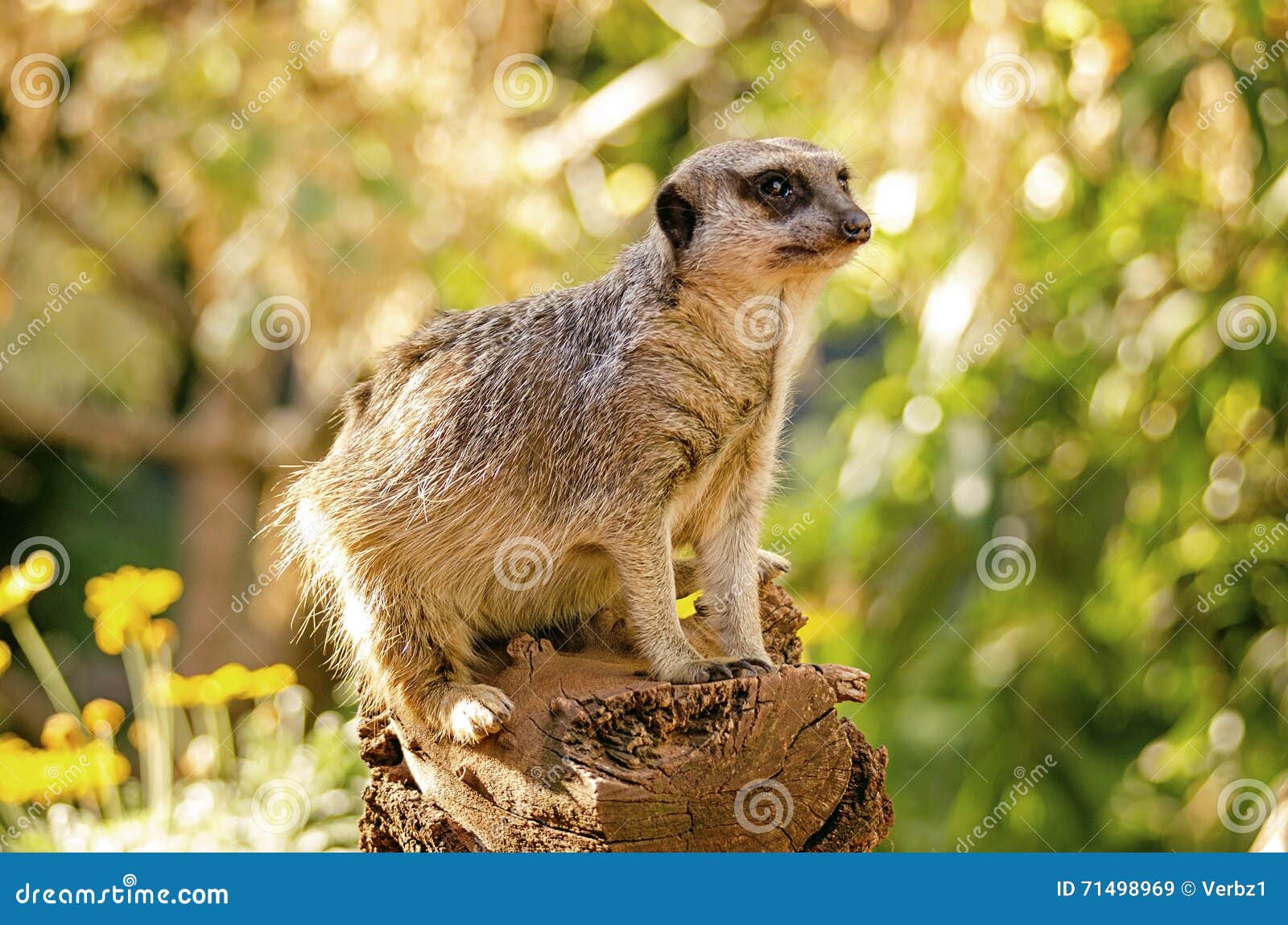 The Meerkat stock image. Image of stance, furry, meerkat - 71498969