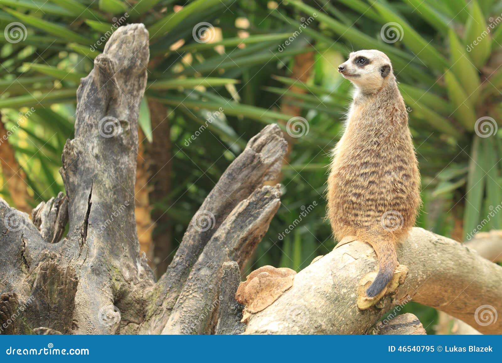 Meerkat stock image. Image of stub, mongoose, mammal - 46540795