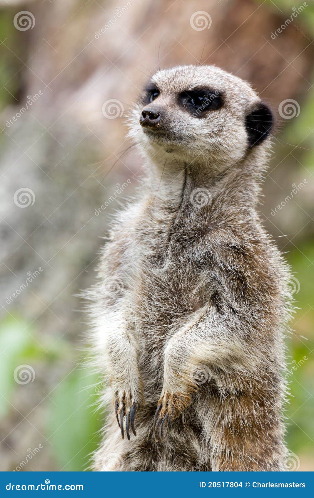 Meerkat Alert stock photo. Image of lookout, wildlife - 20517804