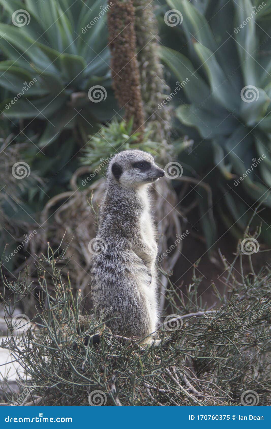 Meerkat on Alert stock image. Image of mammals, watchful - 170760375