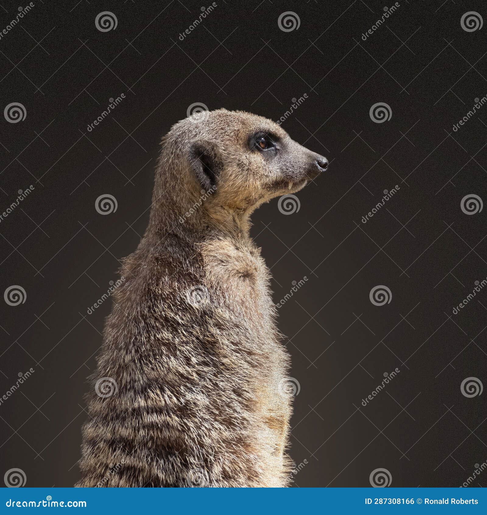 Meerkat alert and on guard stock photo. Image of cute - 287308166