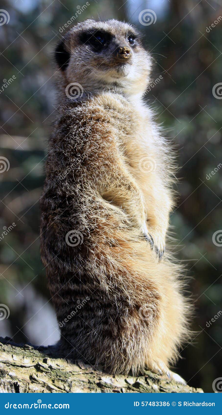 Meerkat stock photo. Image of alert, lane, marwell, animals - 57483386