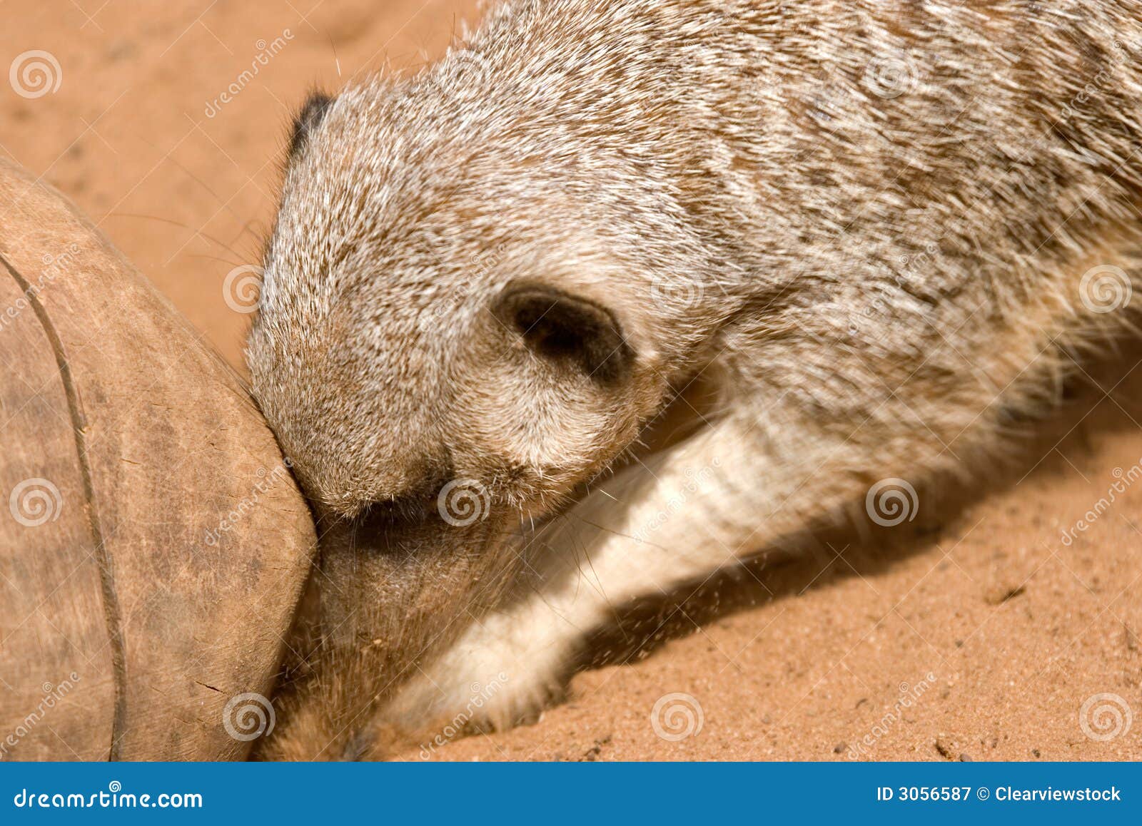 Meerkat animal digging stock image. Image of stand, upright - 3056587