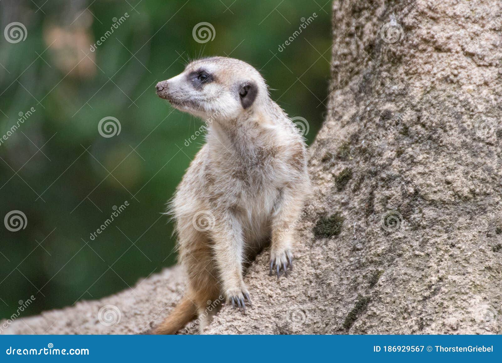 Meerkat in an Animal Park in Germany Stock Image - Image of parrot ...