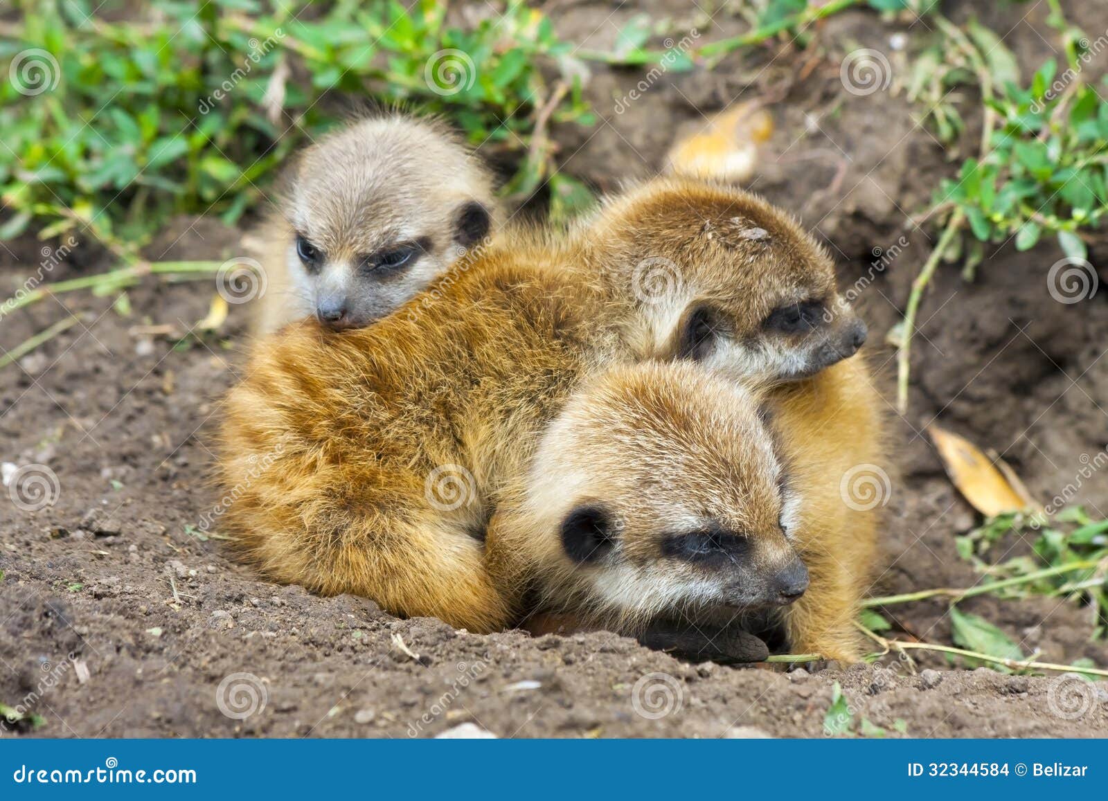 Meerkat babies stock photo. Image of baby, suricatta - 32344584