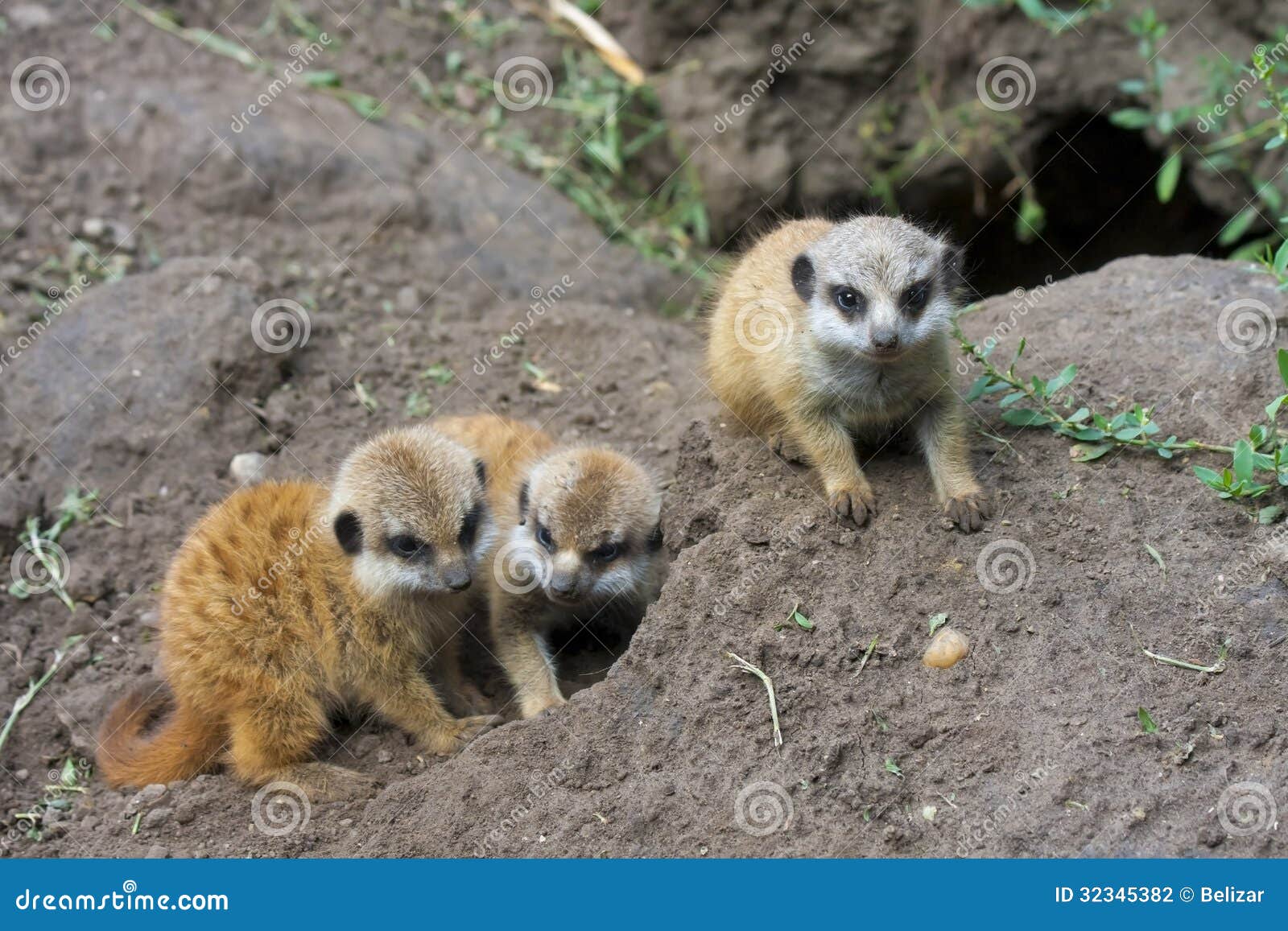 Meerkat babies stock photo. Image of suricatta, carnivore - 32345382