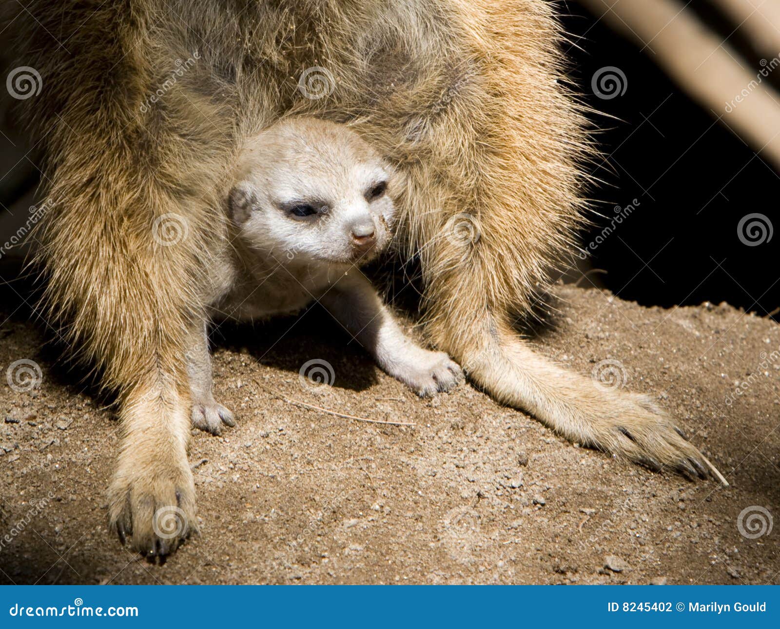 Meerkat Baby stock photo. Image of meerkat, mongoose, wildlife - 8245402