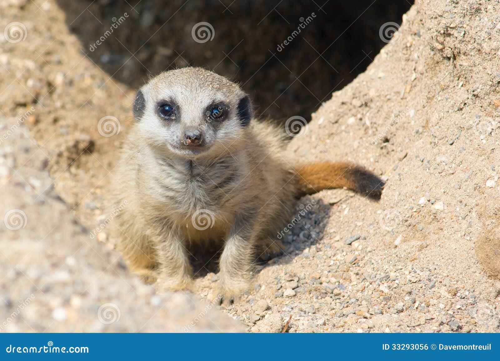 Meerkat Baby stock photo. Image of africa, baby, young - 33293056