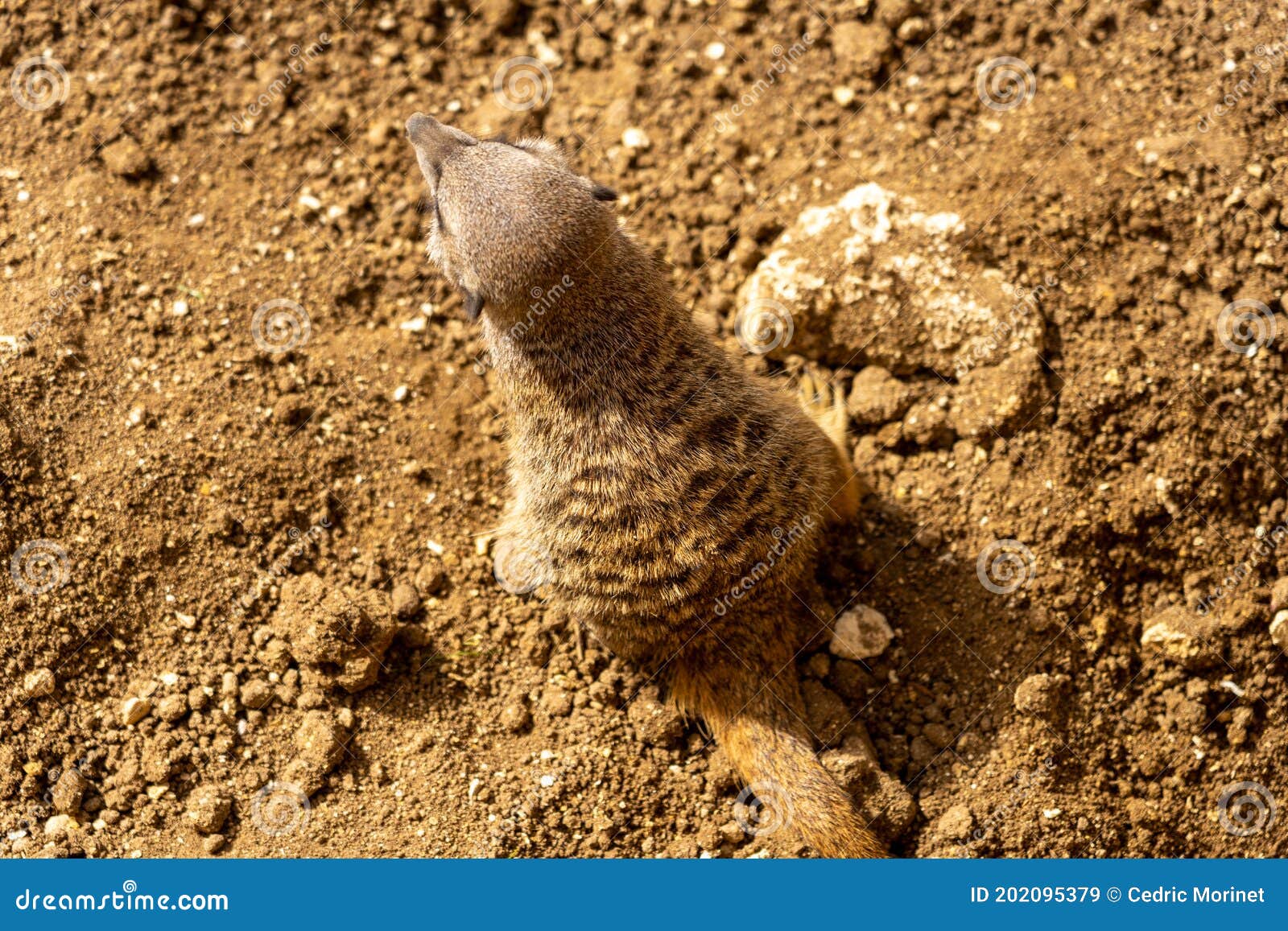Meerkat from Behind Looking Away Stock Image - Image of animal, african ...